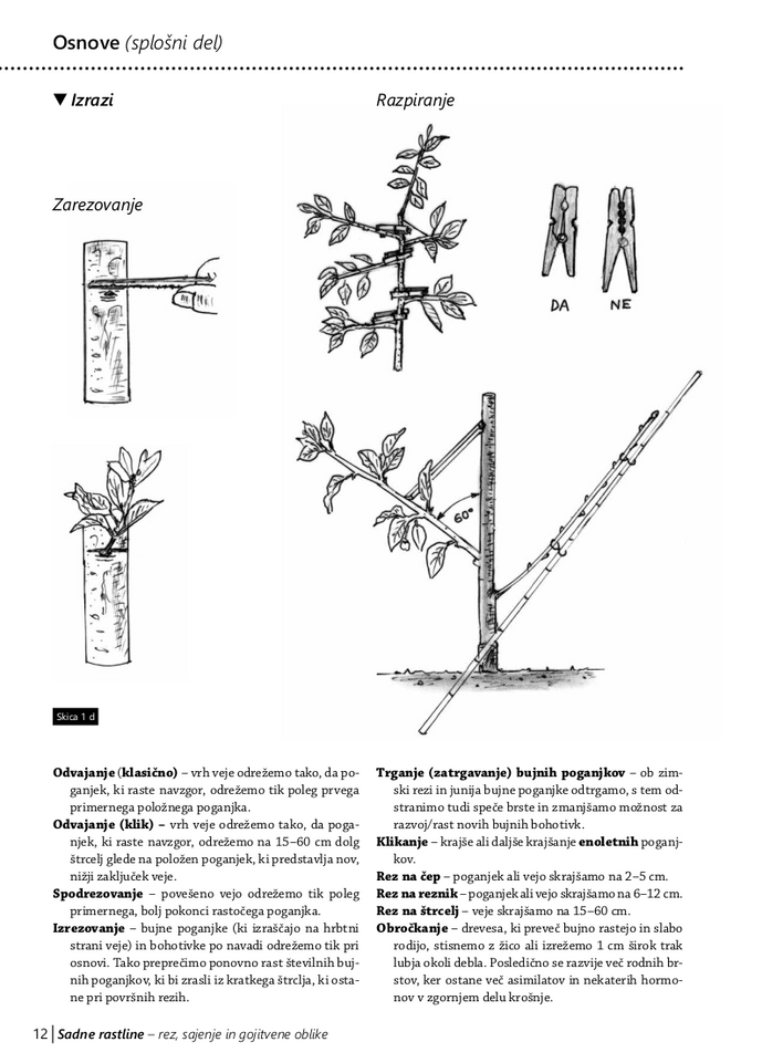 Sadne rastline / Rez, sajenje in gojitvene oblike
