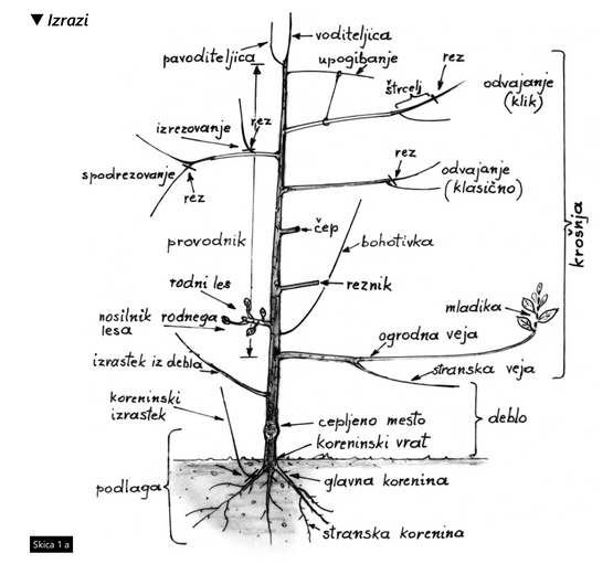 Sadne rastline / Rez, sajenje in gojitvene oblike