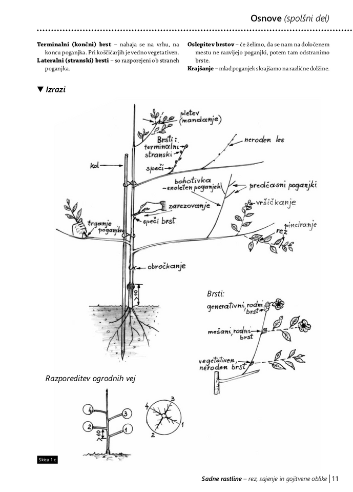 Sadne rastline / Rez, sajenje in gojitvene oblike