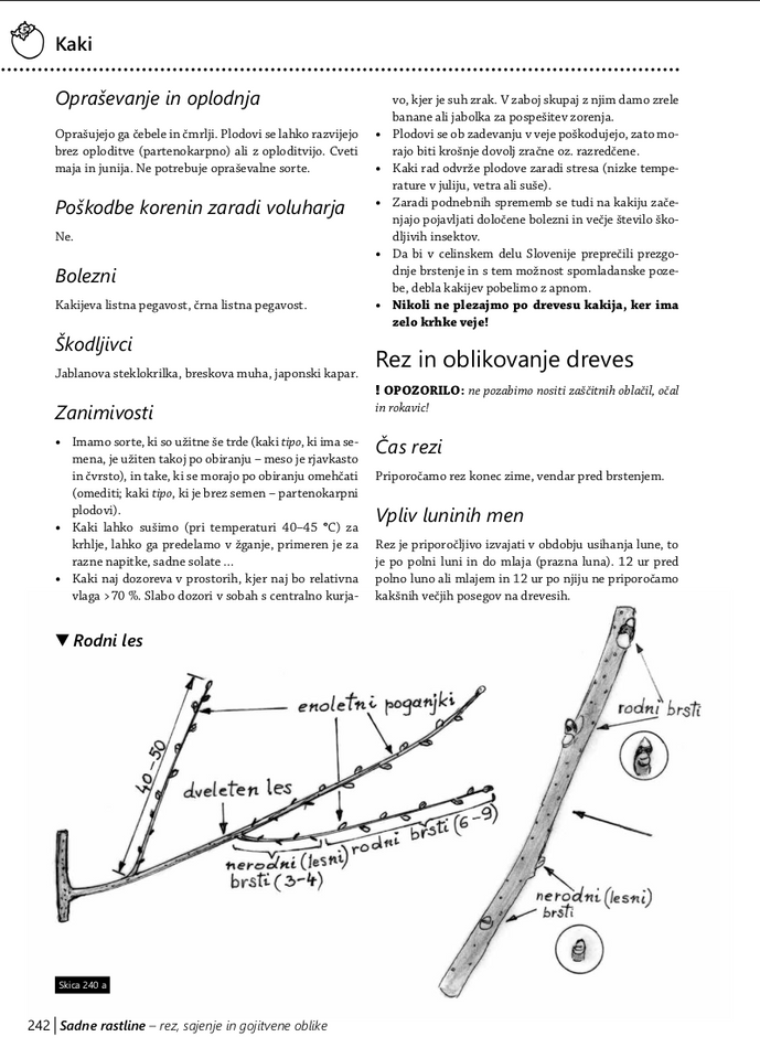 Sadne rastline / Rez, sajenje in gojitvene oblike